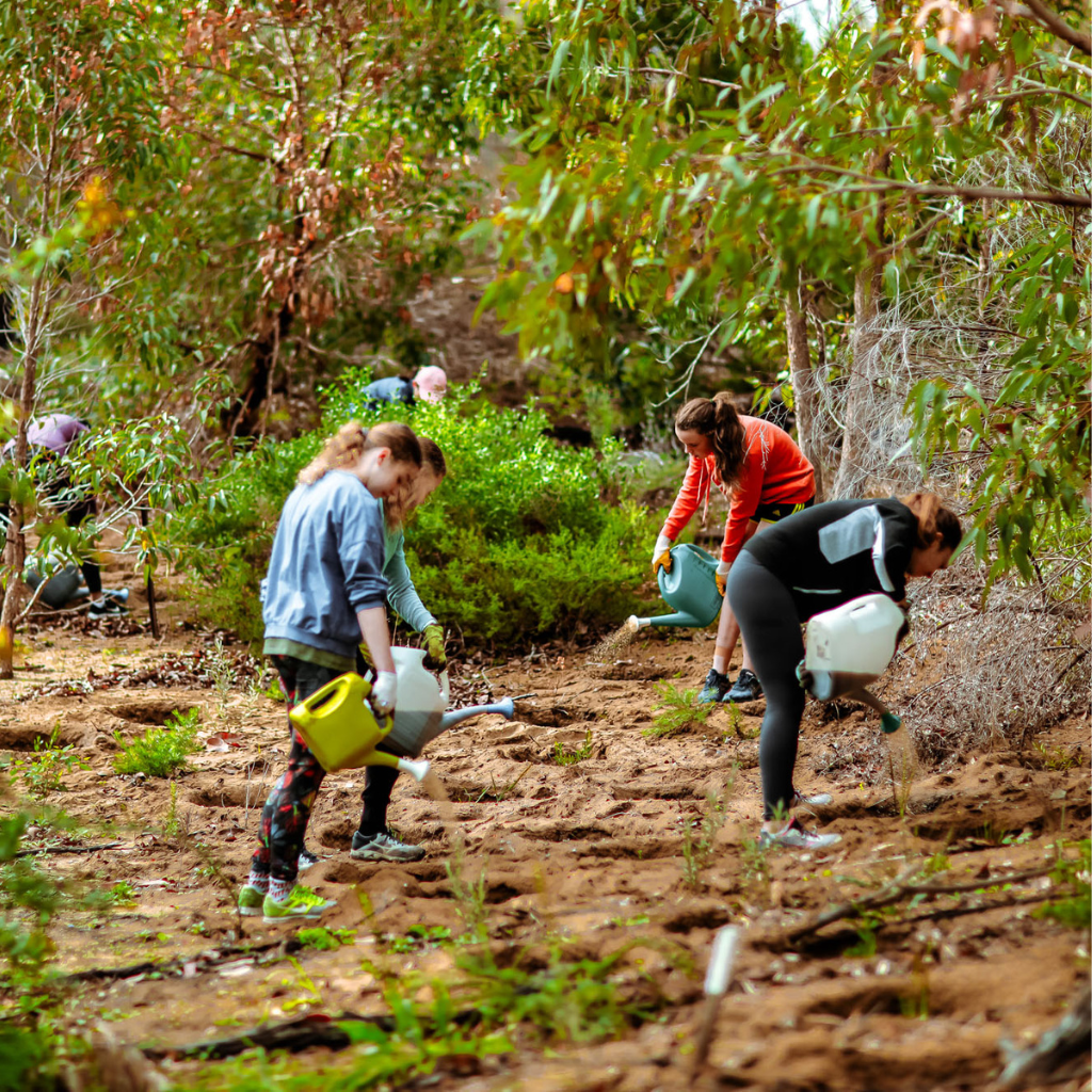 Lifecycle+ Seedlings for Devices – Lifecycle+